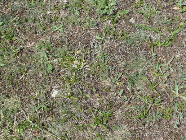other grass texture 0037 - Texturelib